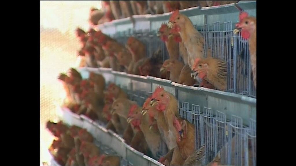 政府爭取在端午節前完成檢驗家禽 | Now 新聞